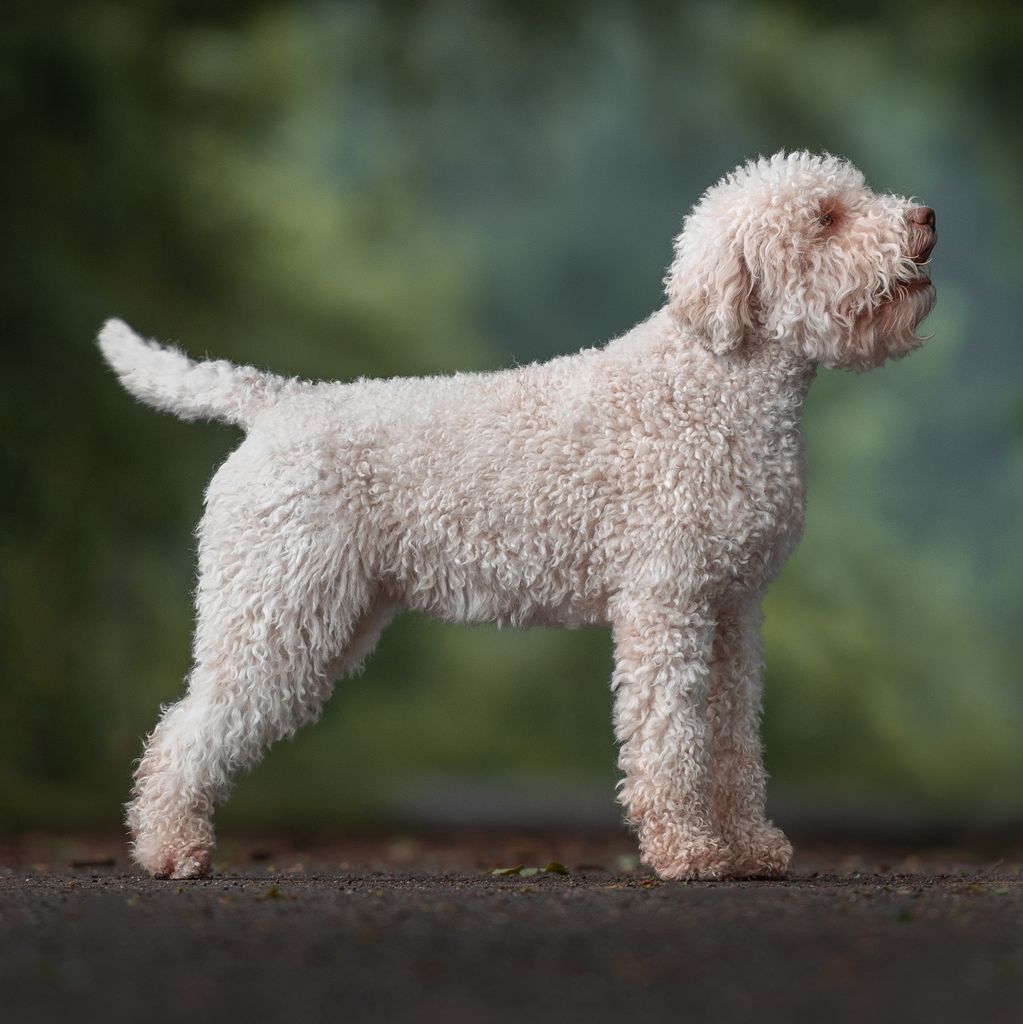 Lagotto Romagnolo - The Breed Archive