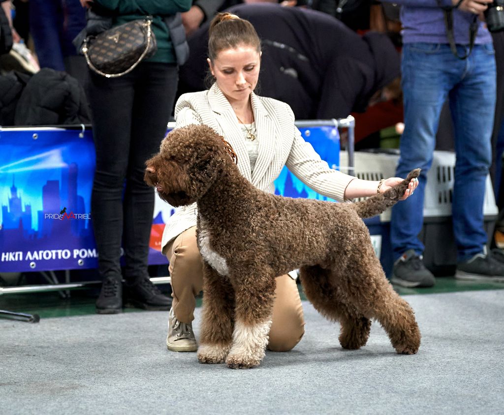 Lagotto Romagnolo - The Breed Archive