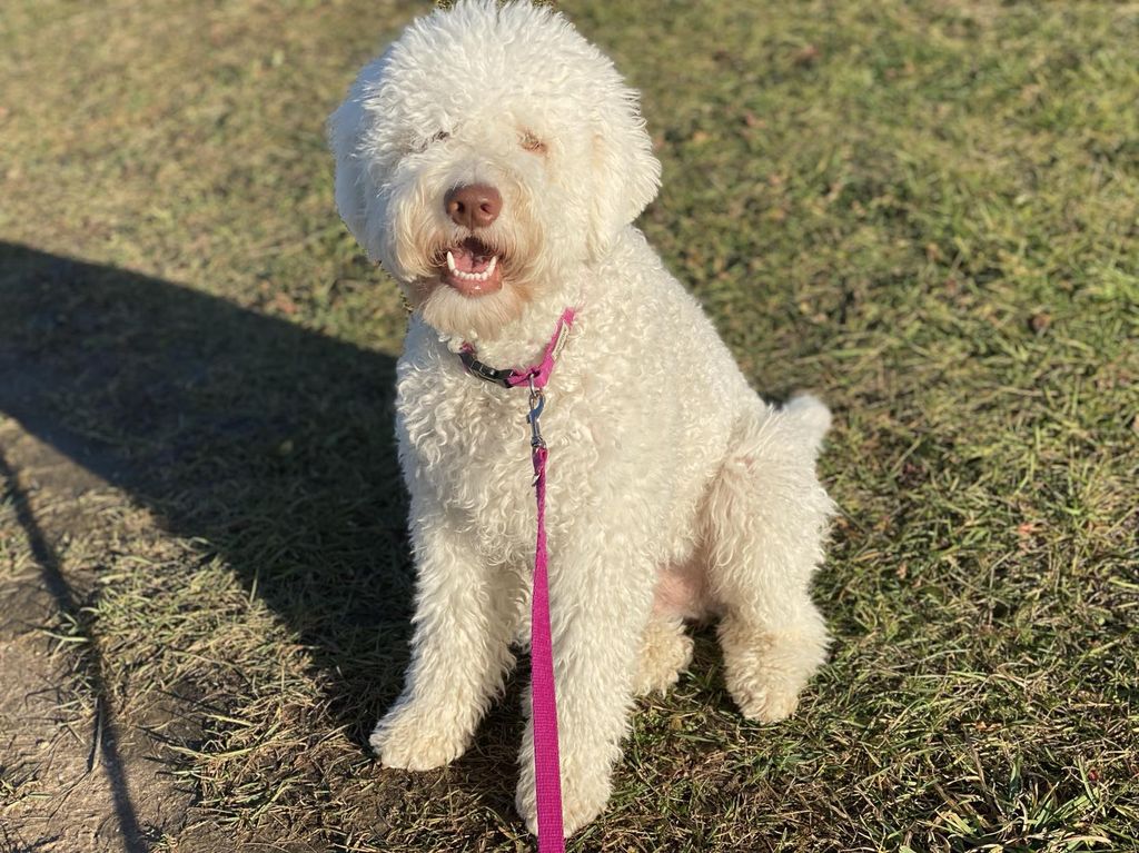 Lagotto Romagnolo - The Breed Archive
