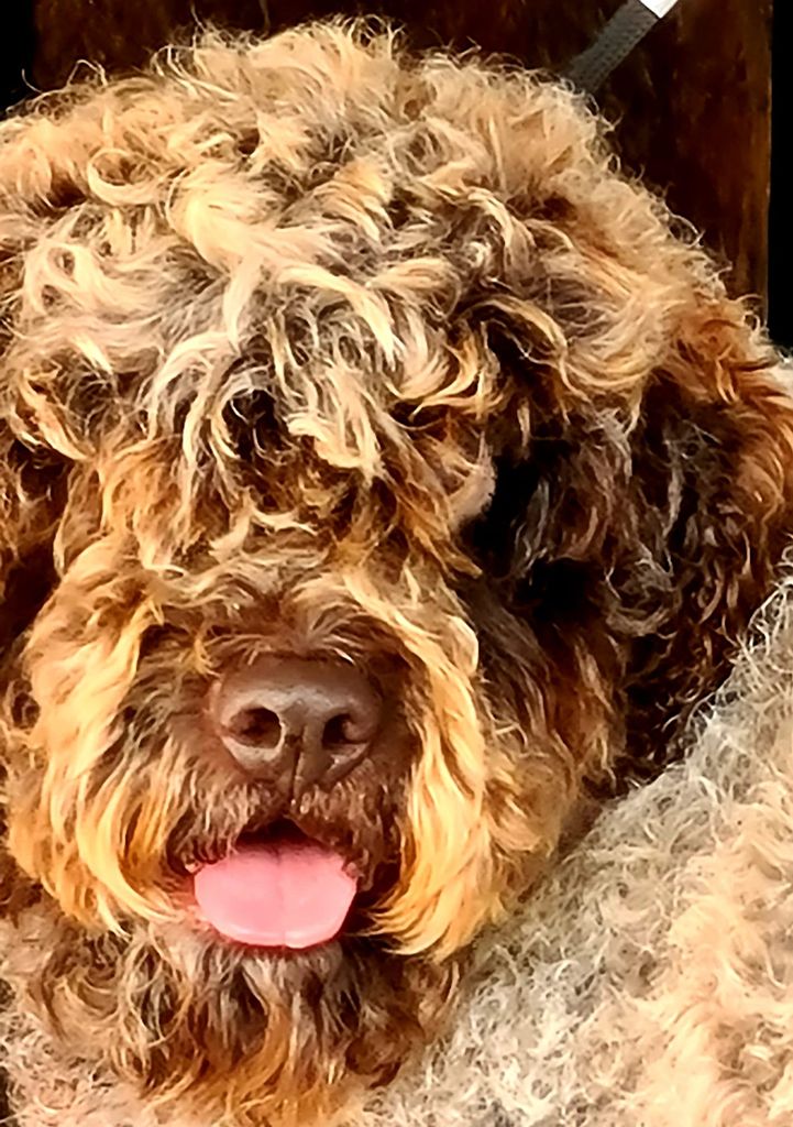 Lagotto Romagnolo - The Breed Archive
